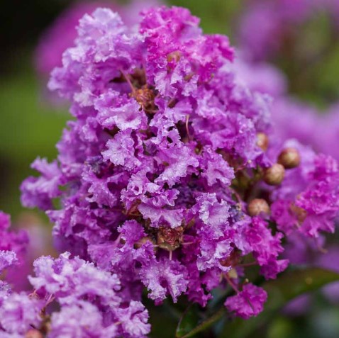 Indijski jorgovani ljubičasti – Lagerstroemia indica