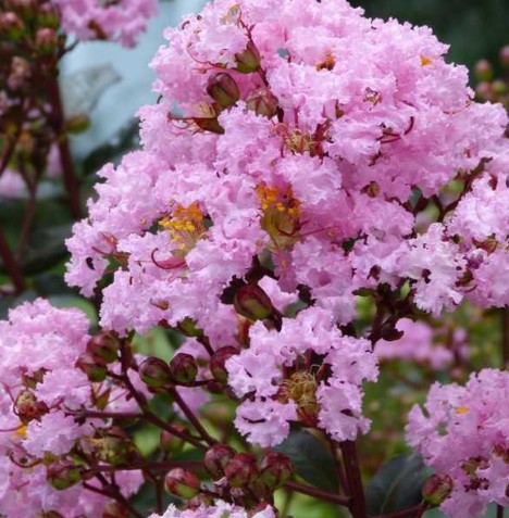 Indijski jorgovani rozi – Lagerstroemia indica