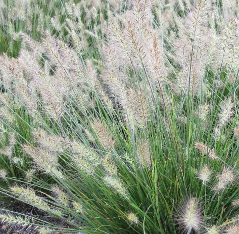 Pennisetum alopecuroides ‘Little bunny’