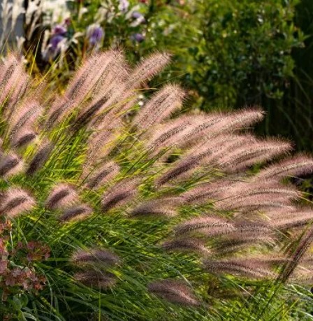 Petlovo pero – Pennisetum alopecuroides