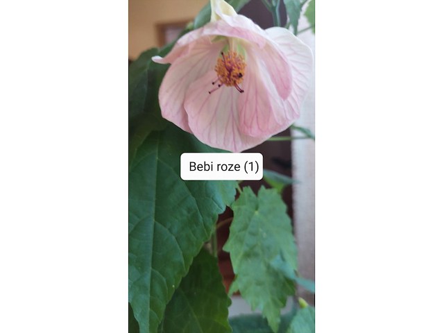 Abutilon bebi roze