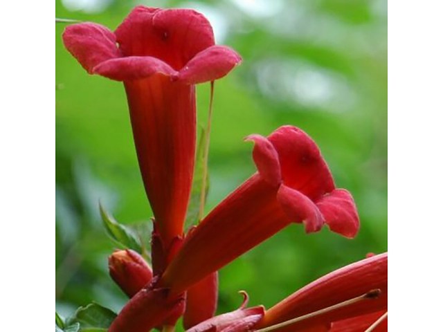 Tekoma - Campsis radicans Flamenco 2.god