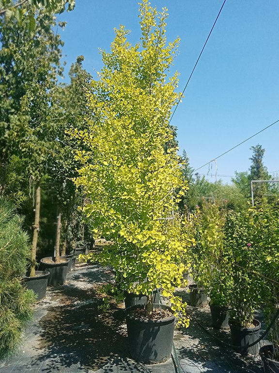 Ginko