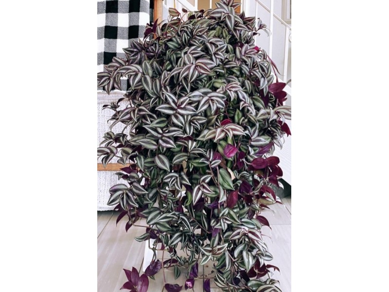 Tradescantia zebrina - lozica