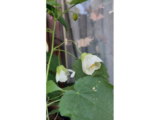 Abutilon beo