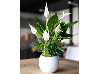 ženska sreća - Spathiphyllum wallisii