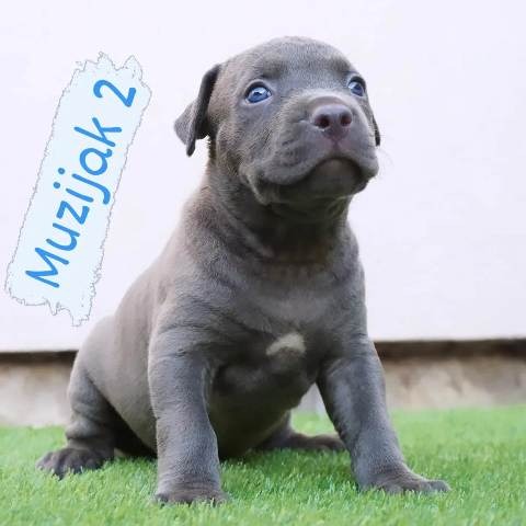 Bluenose Pitbull štenci