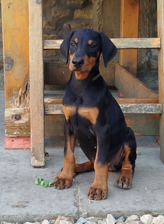 Doberman štenci