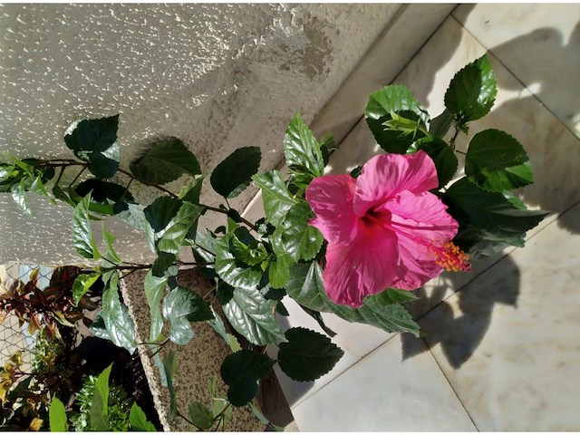 SOBNI HIBISKUS  ROZE