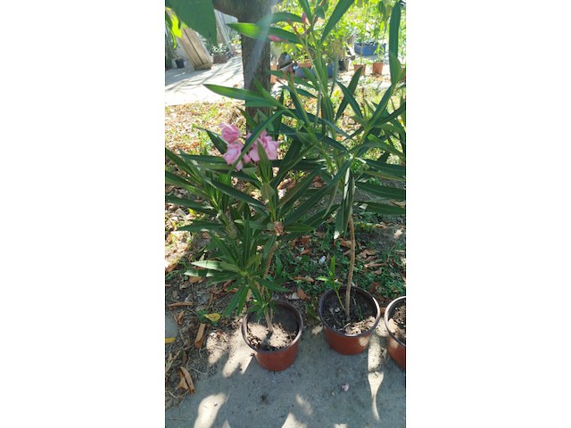 Oleander rose i beli