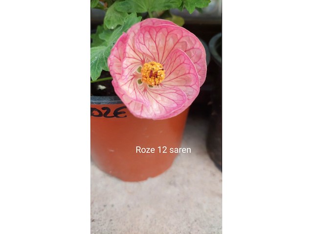 Abutilon roze-beo saren