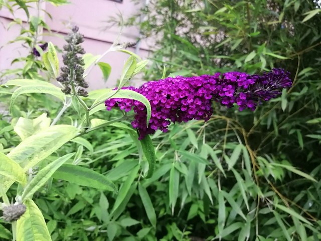 Letnji jorgovan šarenolisni - Buddleja Santana