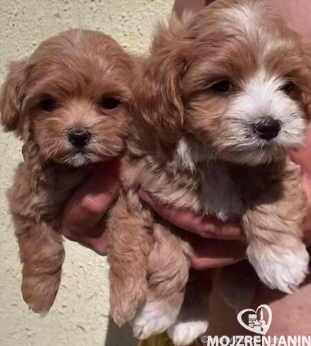 Mini Maltipoo štenci