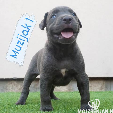 Bluenose Pitbull štenci