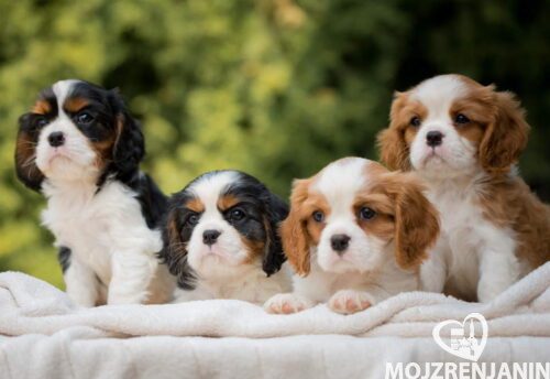 CAVALIER KING CHARLES spaniel štenci