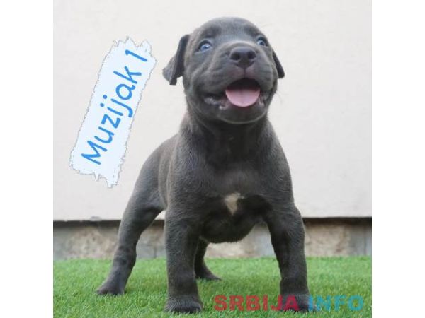 Bluenose Pitbull štenci