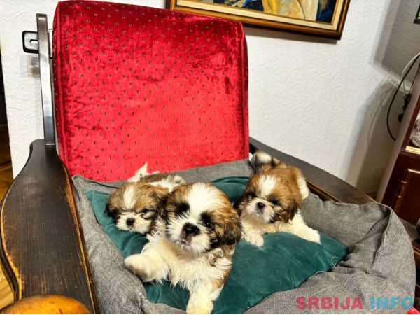 Shih Tzu stenci