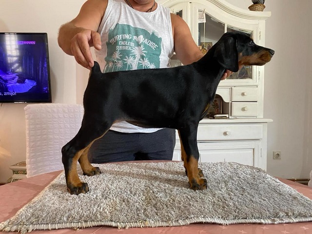 Doberman