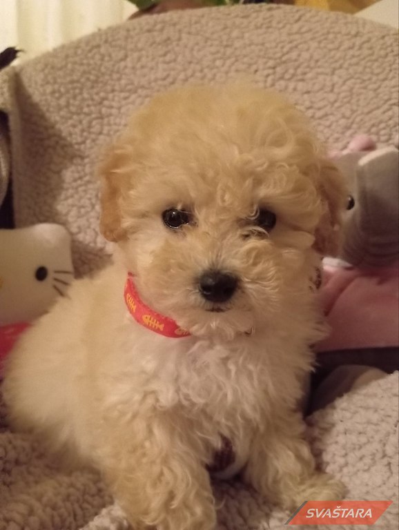 Maltipoo