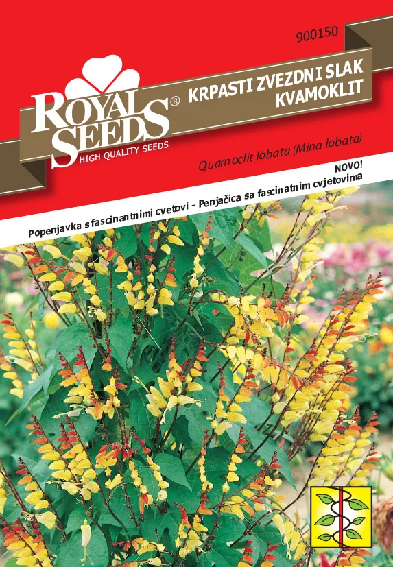 Krpasti zvezdasti slak (Mina lobata)