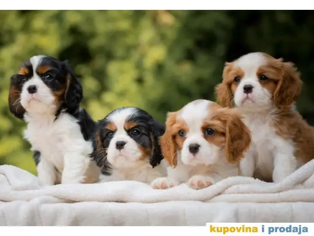 CAVALIER KING CHARLES  spaniel štenci