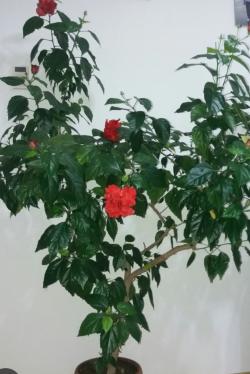 Japanska ruža (Hibiskus)