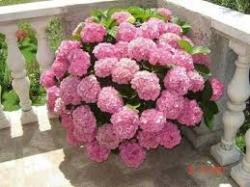 HORTENZIJA (Hydrangea makrophylla) SADNICA