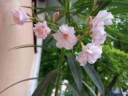 OLEANDER DUPLI CVET - SADNICA