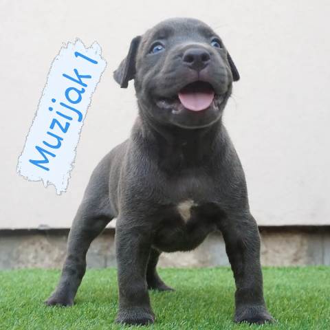 Bluenose Pitbull štenci