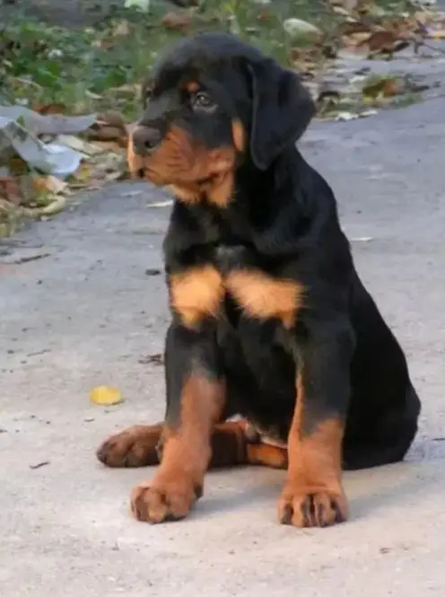 Rotvajler i Cane Corso štenci