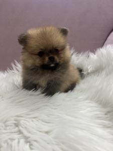 Pomeranac BOO medvedići