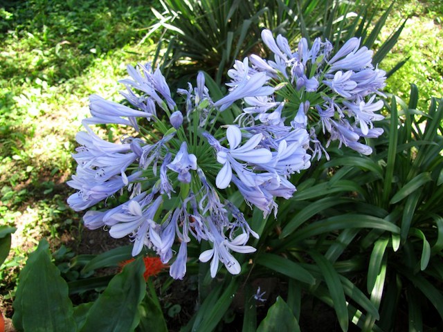 Agapanthus Africanus - Africki ljiljan