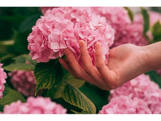 HORTENZIJA (Hydrangea makrophylla) SADNICA