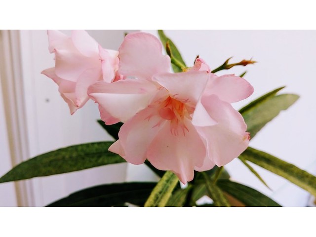 OLEANDER - DUPLI CVET - SADNICA