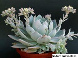 Sedum suaveolens - 20 semenki