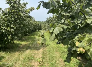 Prodaja Plac - Vladimirci