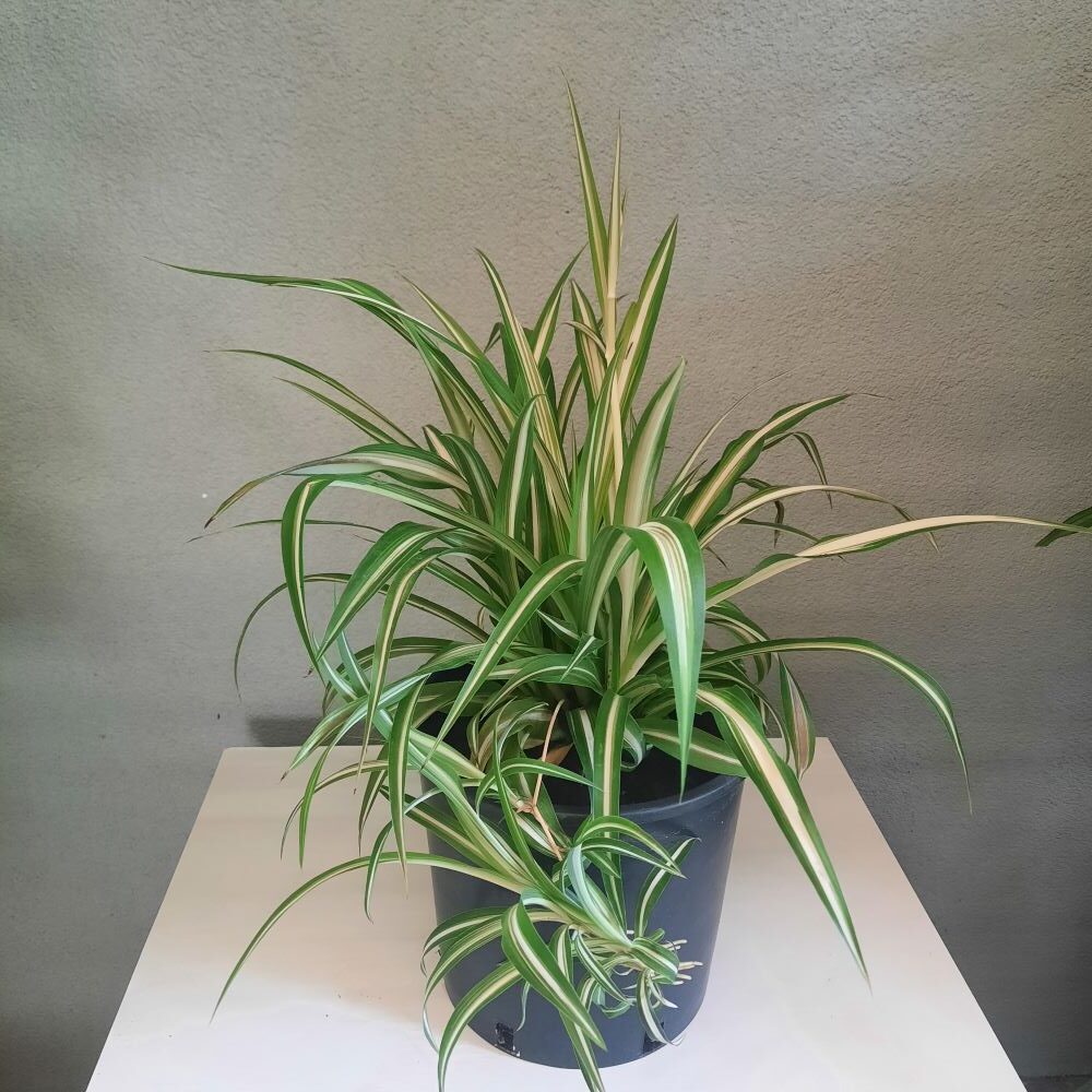 Chlorophytum ‘Atlantic’ 60 cm