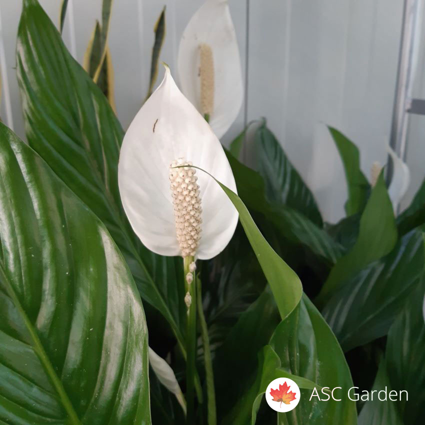 Spathiphyllum 60 cm