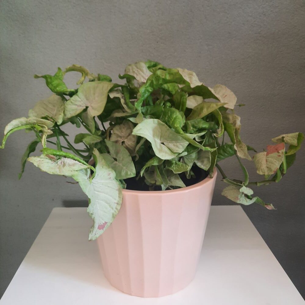 Syngonium Pink Spot 40 cm