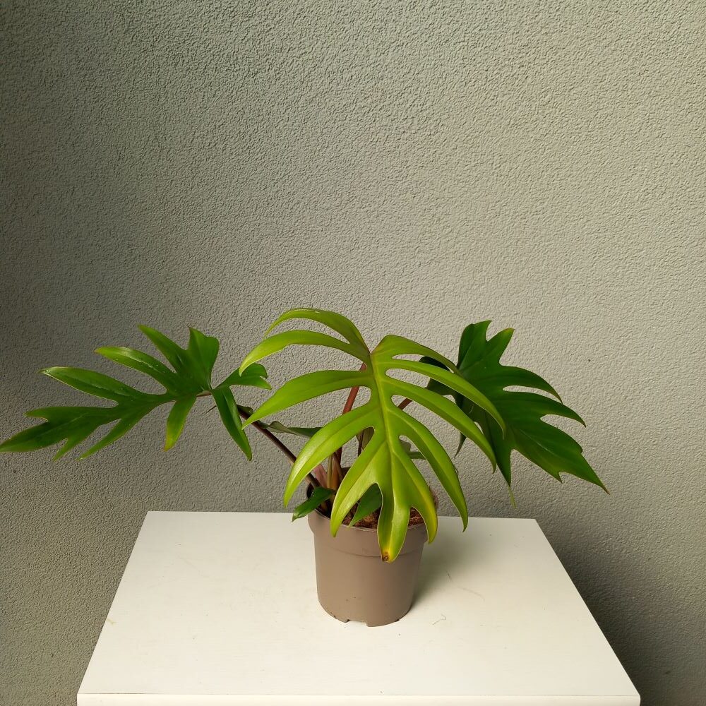 Philodendron Mayoi 45 cm