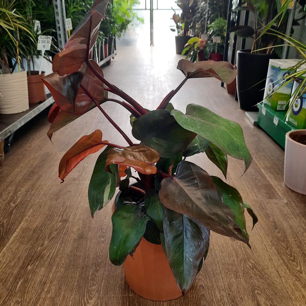 Philodendron Pink princess 70 cm