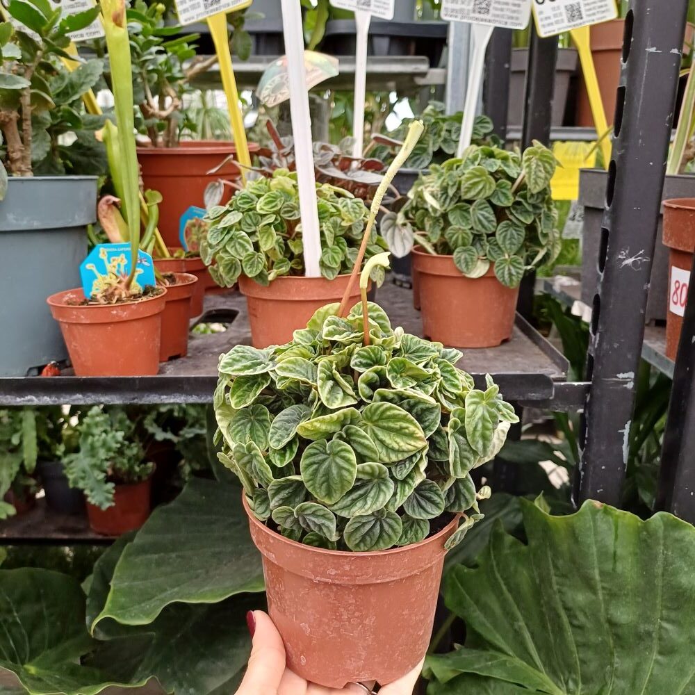 Peperomia mix 20 cm