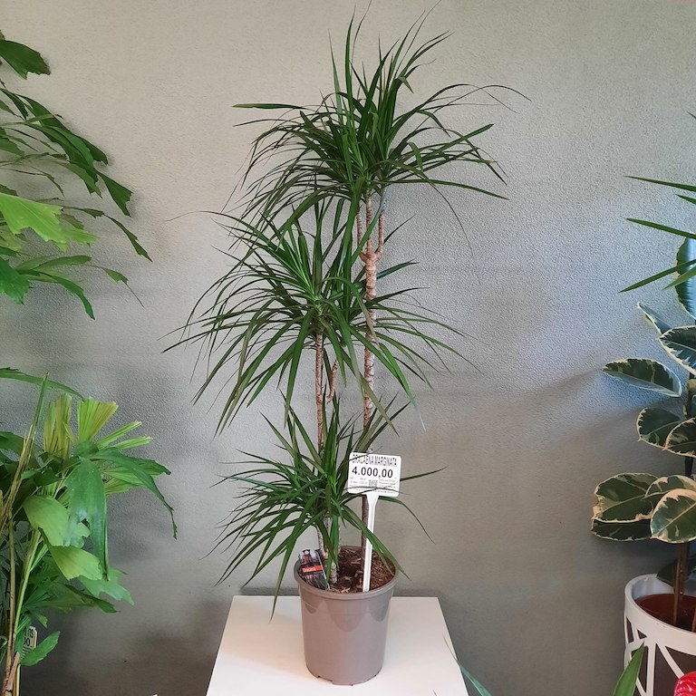 Dracaena marginata Magenta 140 cm