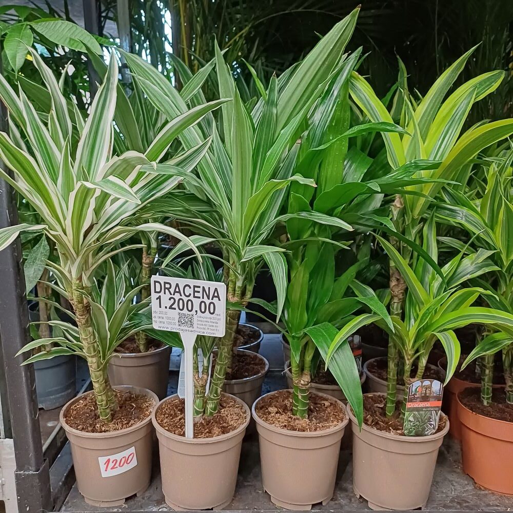 Dracaena Yellow Coast 60-70 cm