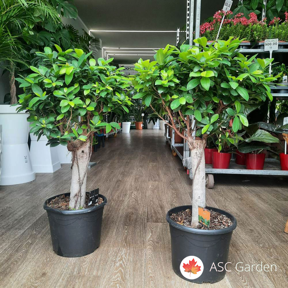 Ficus bonsai na štapu 100 cm (Žao nam je, proizvod nije na stanju. Očekujemo ga uskoro u ponudi)