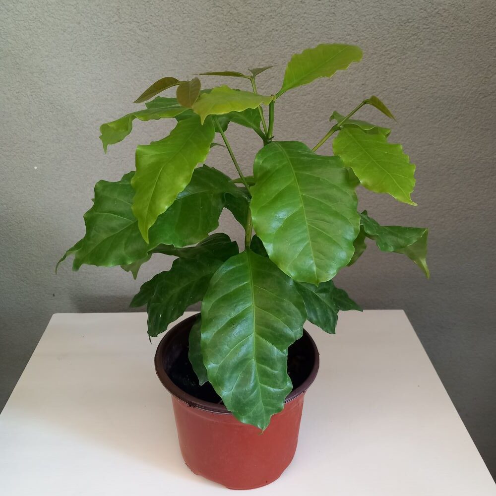 Coffea arabica – Sadnica kafe 40 cm