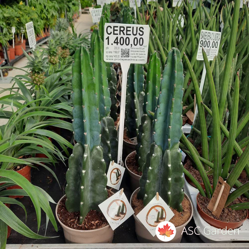 Cereus 40-45 cm