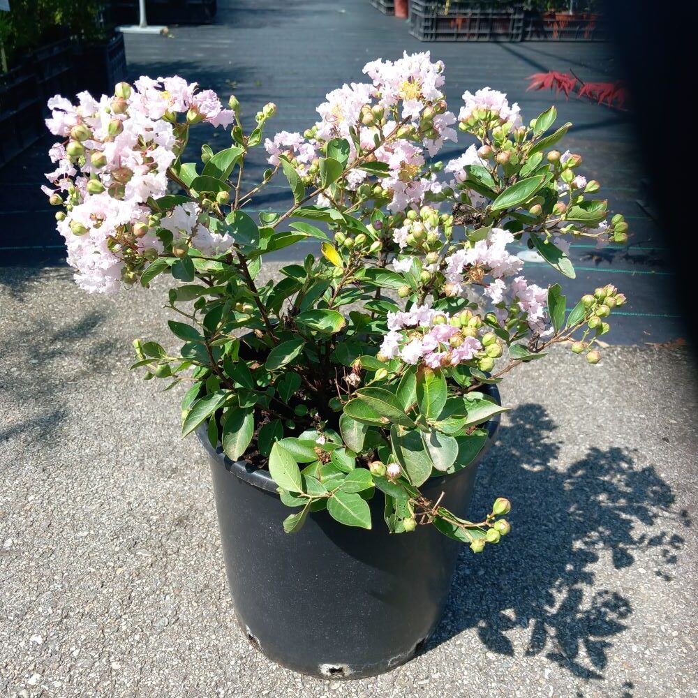 Lagerstroemia indica 30 – 50 cm