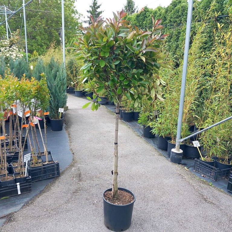 Photinia fraseri Red Robin 160 cm na štapu