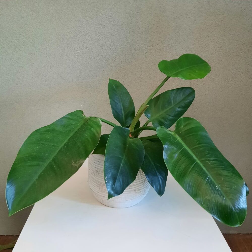 Philodendron Burle Marx 40 cm